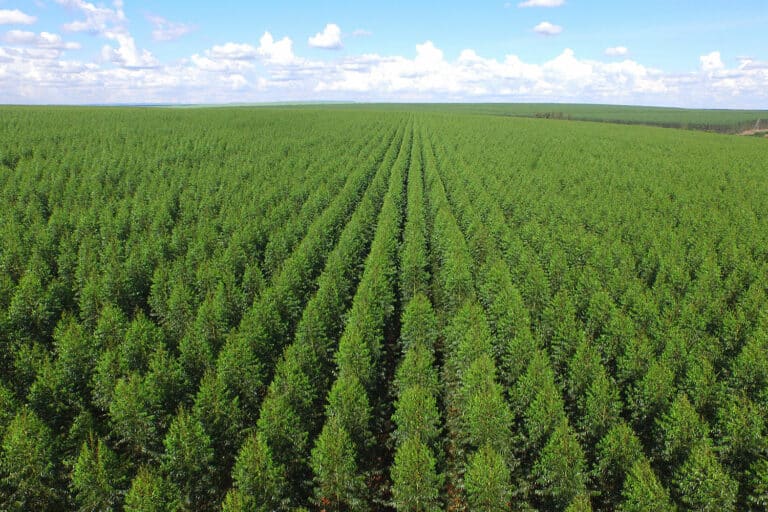 Forest Plantation: Social, Environmental and Climate Impacts