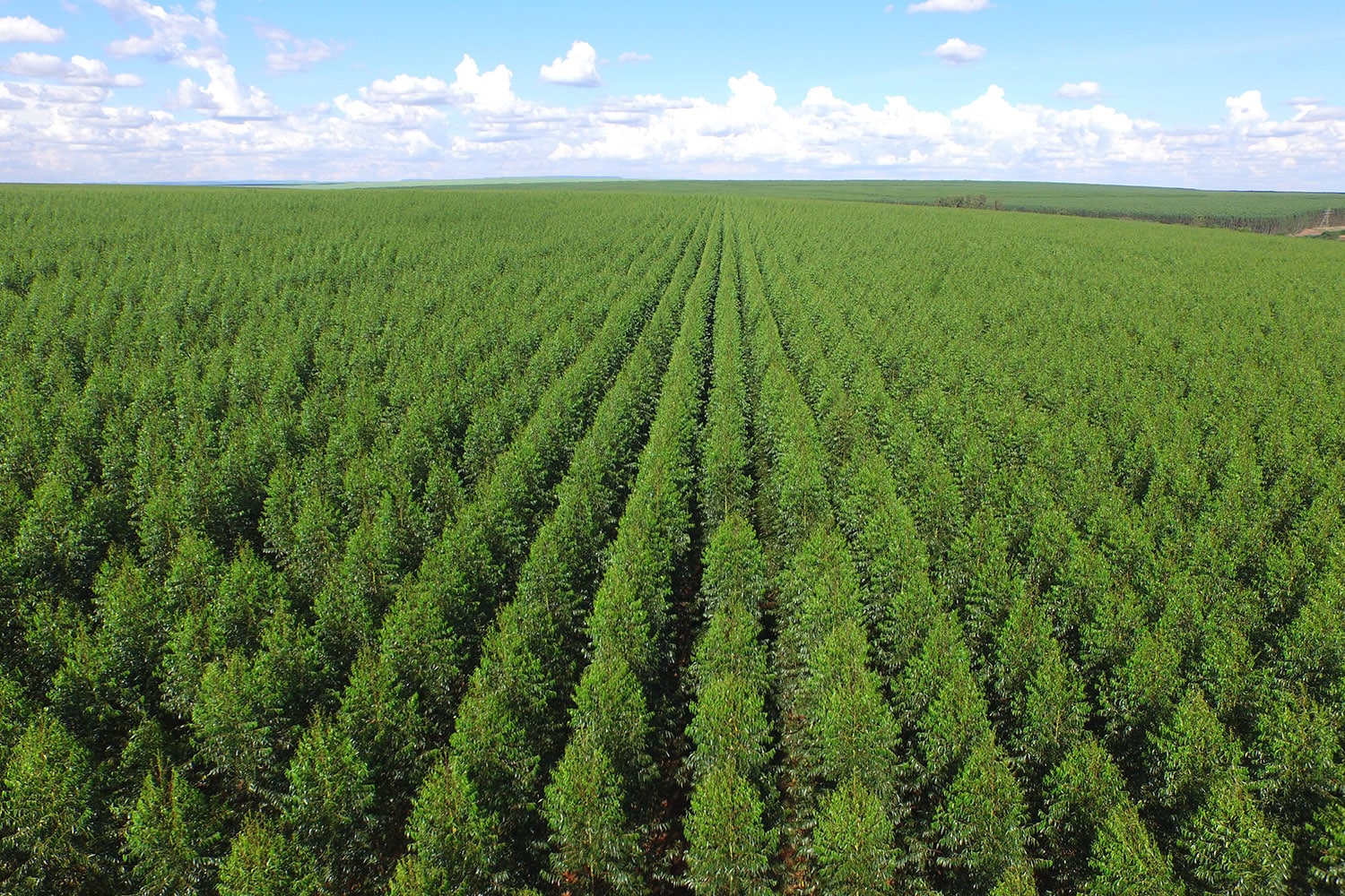 Forest Plantation: Social, Environmental and Climate Impacts