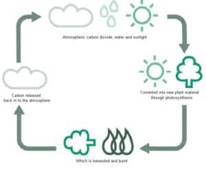 Biomass Energy in the Philippines: From Waste to Power